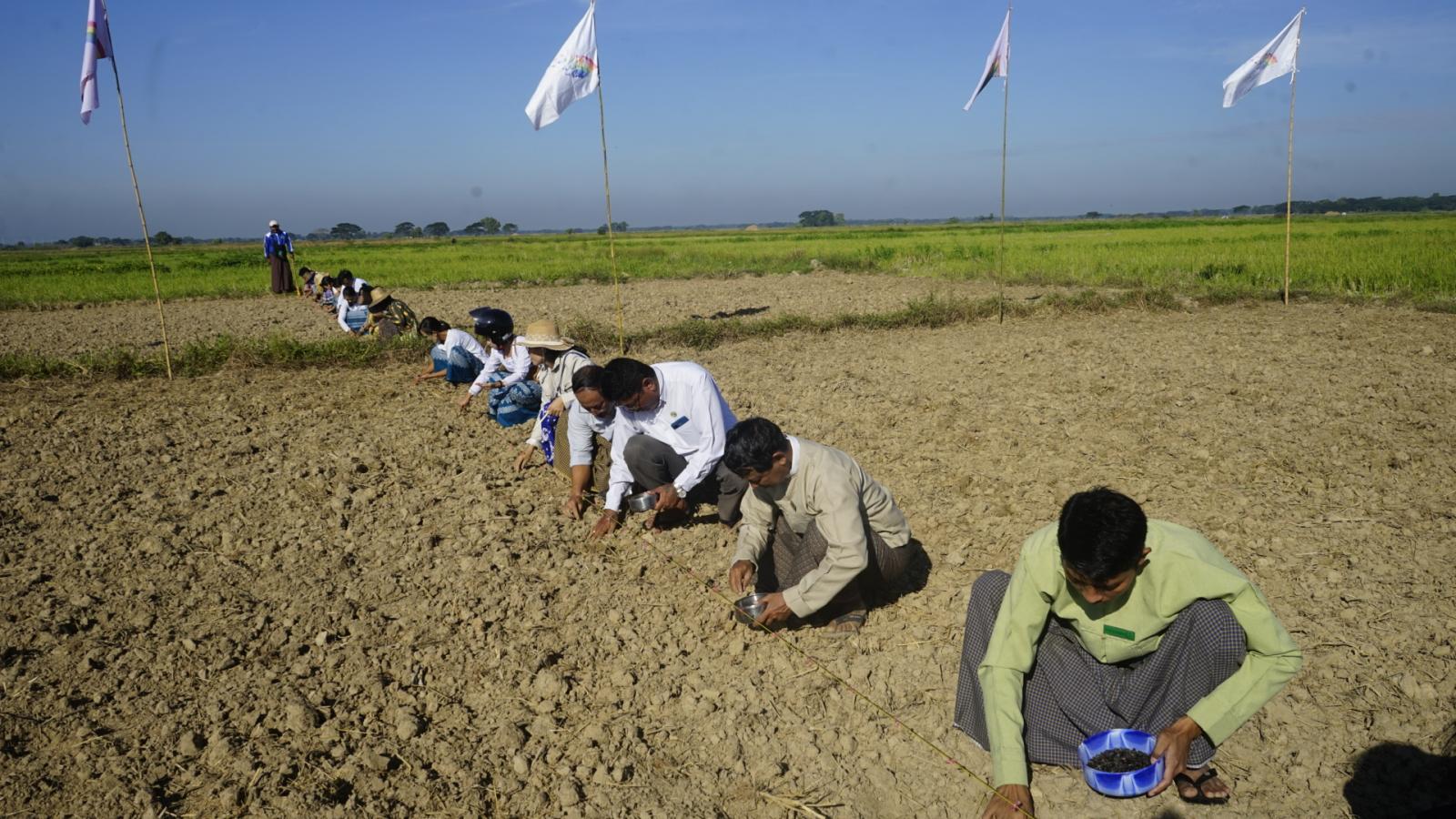 အိမ်မဲမြို့နယ် တကောကျေးရွာတွင် ဆောင်းနေကြာ ၅ ဧက စံပြစိုက်ခင်း မျိုးစေ့ချပွဲကျင်းပ Information