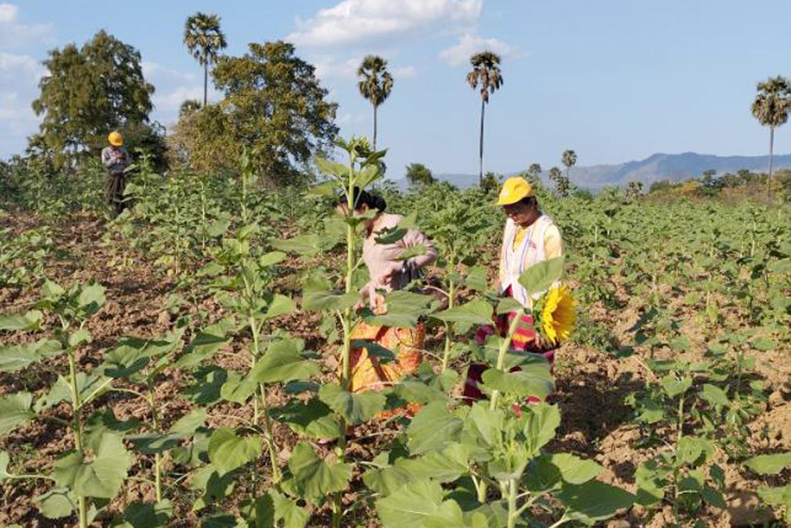 နတ်မောက်မြို့၌ စာဖတ်ရှိန်မြှင့်တင်ရေး အထက်တန်းအဆင့် စာစီစာကုံးပြိုင်ပွဲကျင်းပ Information And