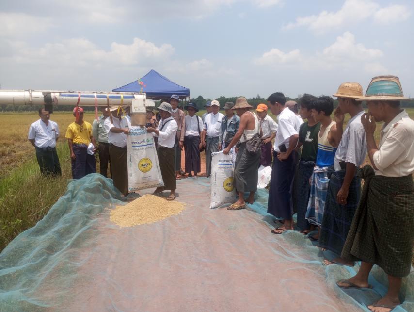 ကော့မှူးတွင် မျိုးစေ့ချကိရိယာ Seeder ဖြင့် စိုက်ပျိုးထားသော နွေစပါးစံကွက်ရိတ်သိမ်း